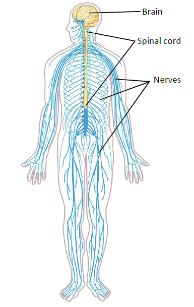 Fig.6.1 The nervous system (Sources of imagebelow. Used with permission.)