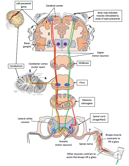 © Copyright 2020: Augustine G. DiGiovanna, Ph.D., Salisbury University ...