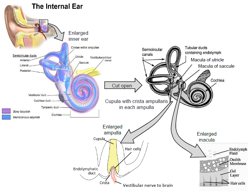 Fig. 7.12 The inner ear. (Sources ofimages and videos below. Used with ...